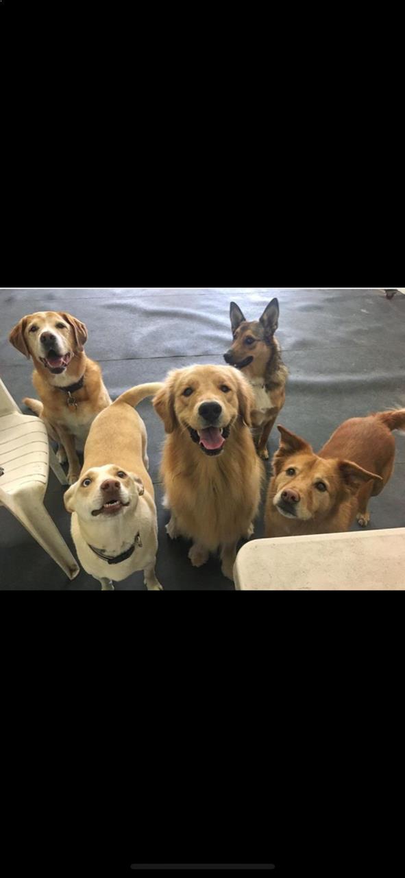 Daycare Pups 6