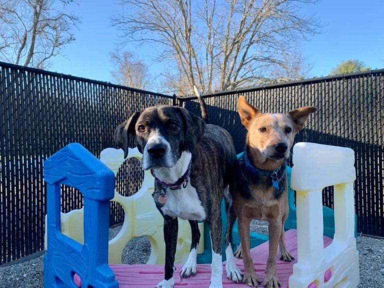 Paws 'N' Play Doggy Daycare